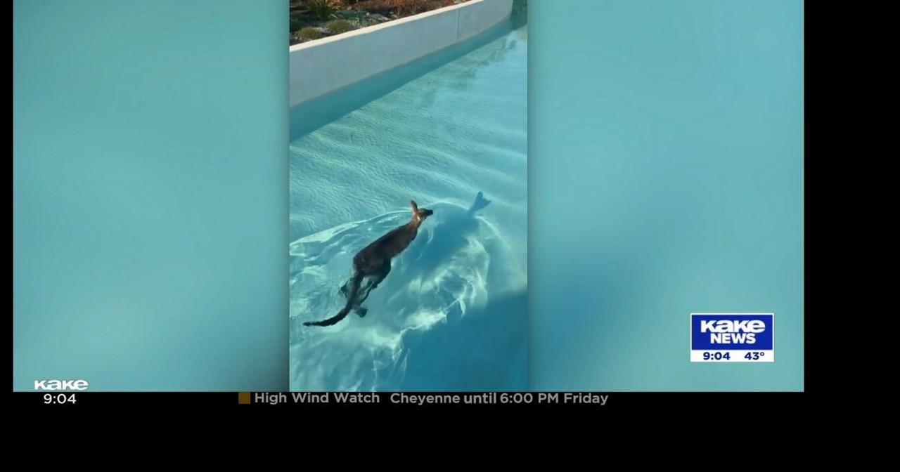 swim time | Video | kake.com