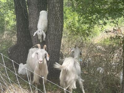 goats clearing brush