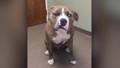 Pit bull protects woman from copperhead snake | Stories | kake.com