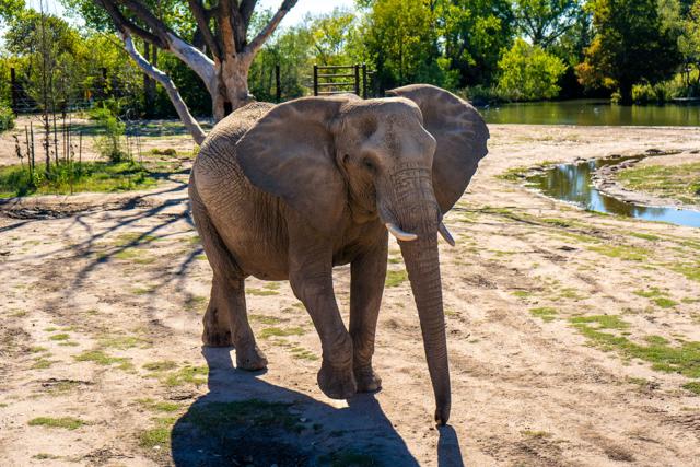 'Devastating loss': Sedgwick County Zoo elephant delivers stillborn ...