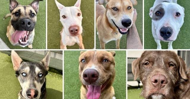 Kansas Humane Society offers $50 dog adoption fees after gas leak ...