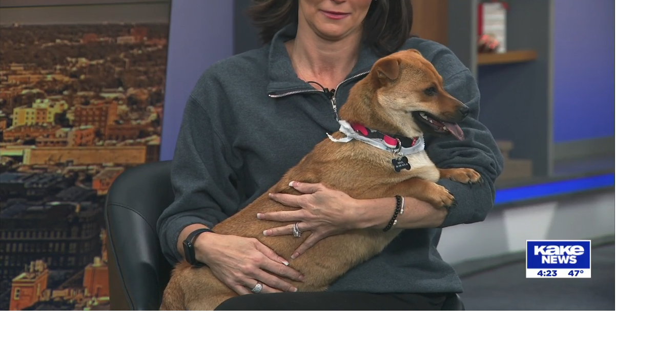 Pet of the Week | Video | kake.com