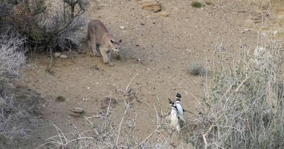 Puma populations are on the rise in Patagonia, now targeting penguins ...