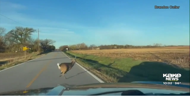 Patrol warns Kansas drivers of spike in crashes as deer mating season ...