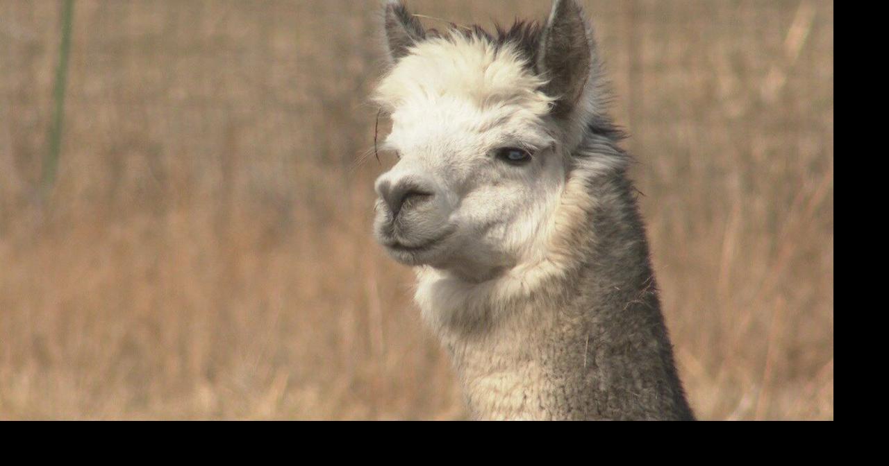 6 alpacas shot and killed, 1 wounded in Marion County, owner says ...