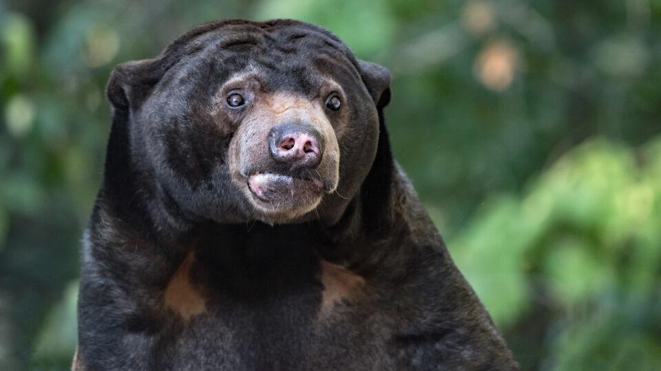 Topeka Zoo mourns loss of HoHo, the oldest living sun bear in North ...
