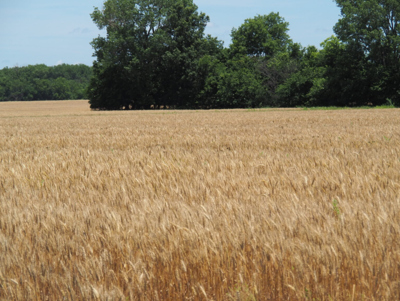 kansas wheat fields