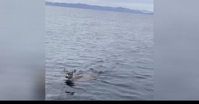 Deer struggling in cold Alaskan waters saved by wildlife troopers ...