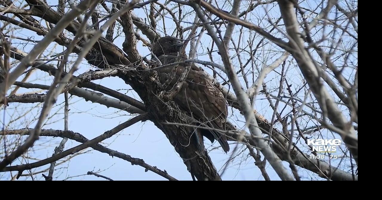 After hawk escaped, thanks to generous donations, Midwest Avian ...