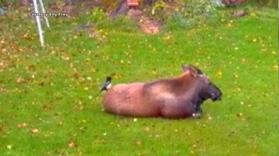 Woman captures video of magpie taunting frustrated young moose in ...