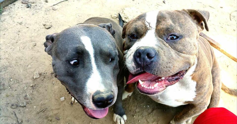Salina voters hear arguments on pit bull ban ahead of special election ...