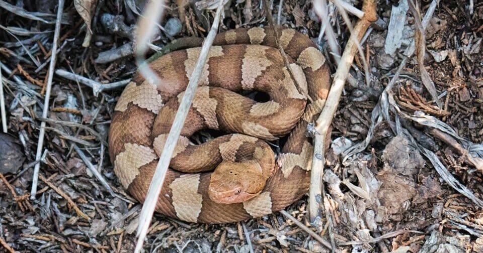 Baby copperhead season is upon us in Kansas | Stories | kake.com