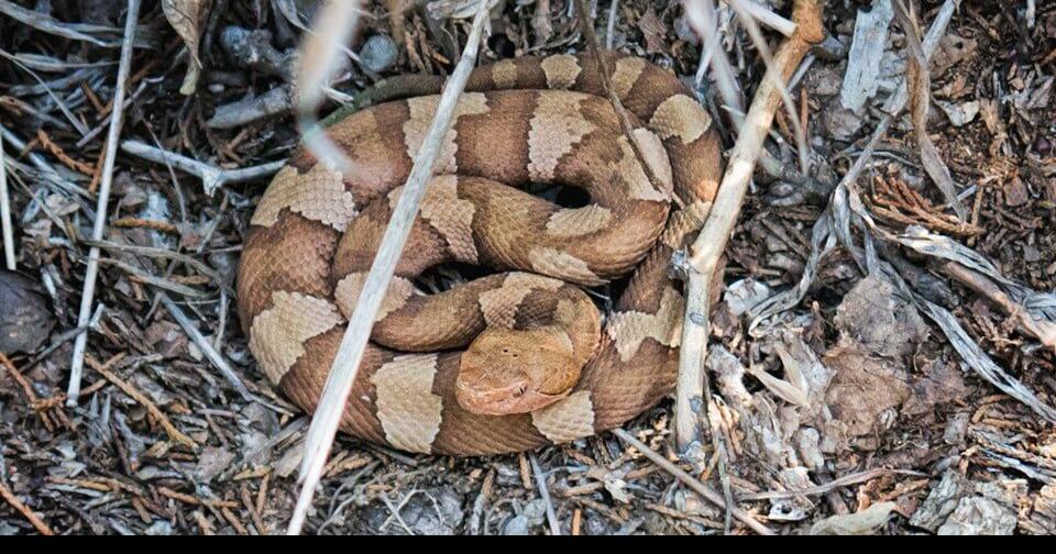 Watch out: Baby copperhead season is upon us in Kansas | News | kake.com