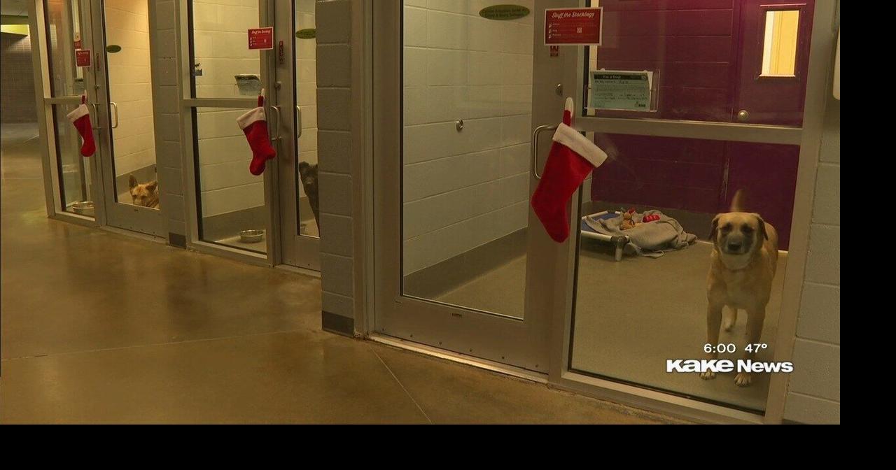 Kansas Humane Society braces for nearly 500 pet surrenders in the new ...