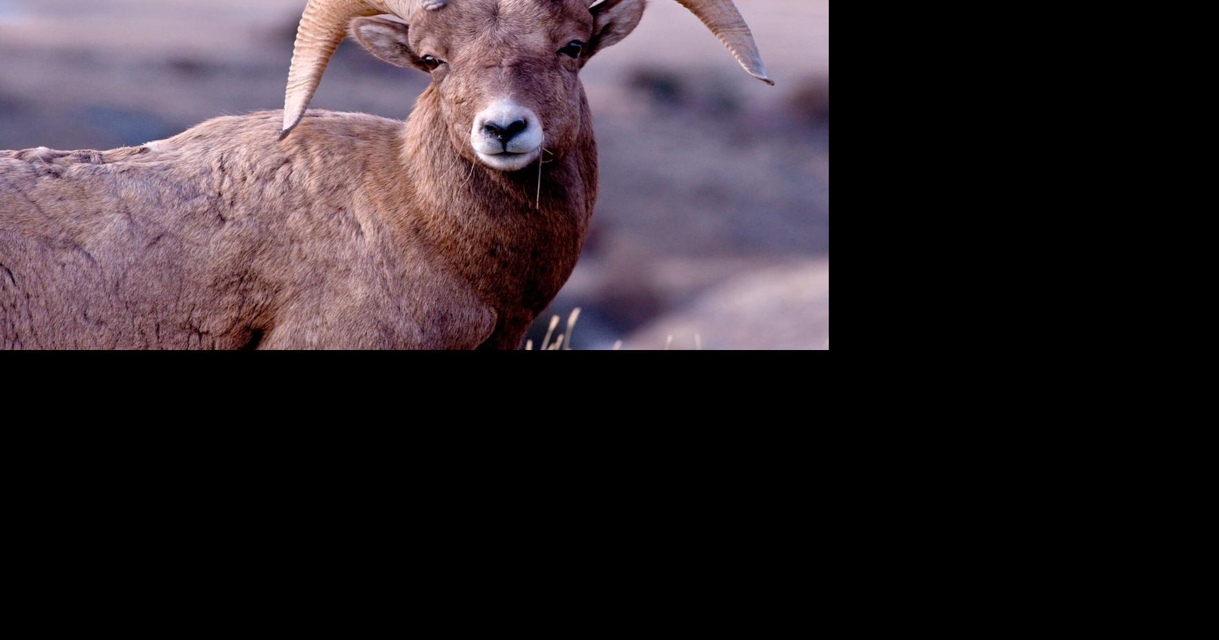 80-year-old man pleads guilty to genetically engineering giant hybrid ...