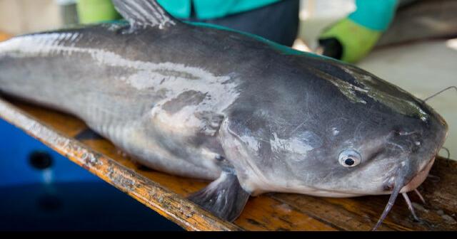 Kansas wildlife officials change blue catfish harvest regulations ...