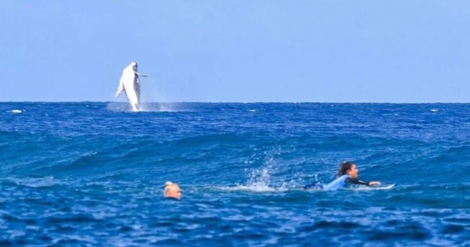 WATCH: Whale soars at Paris Olympics surfing event | Offbeat | kake.com