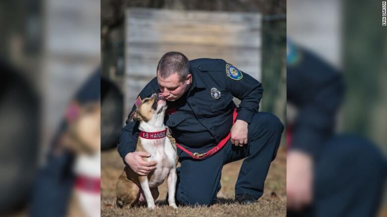 Meet Hansel, the first pit bull to become an arson-detection K9 officer ...