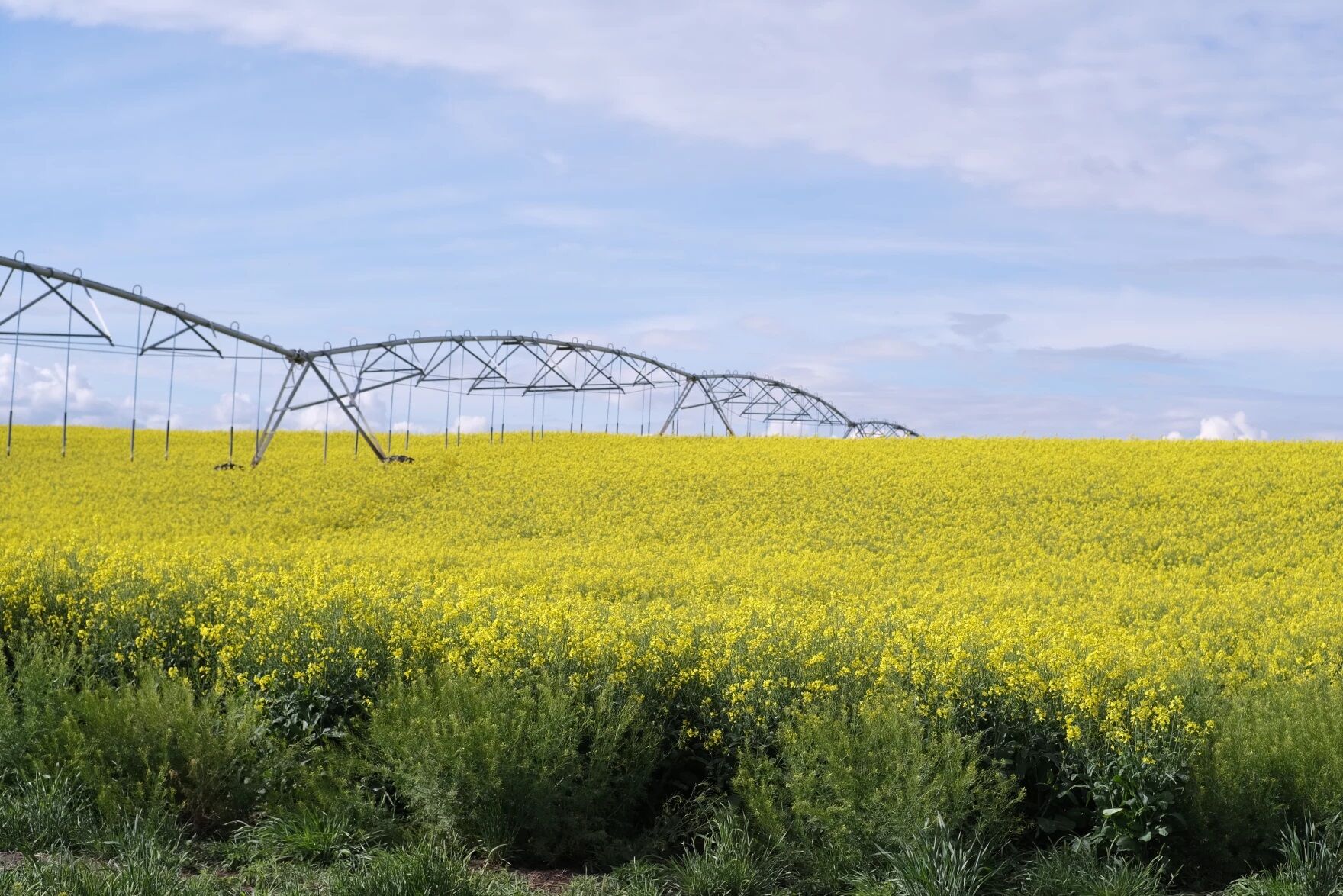‘Adapt or die’: Farmers in western Kansas consider alternative crops to ...