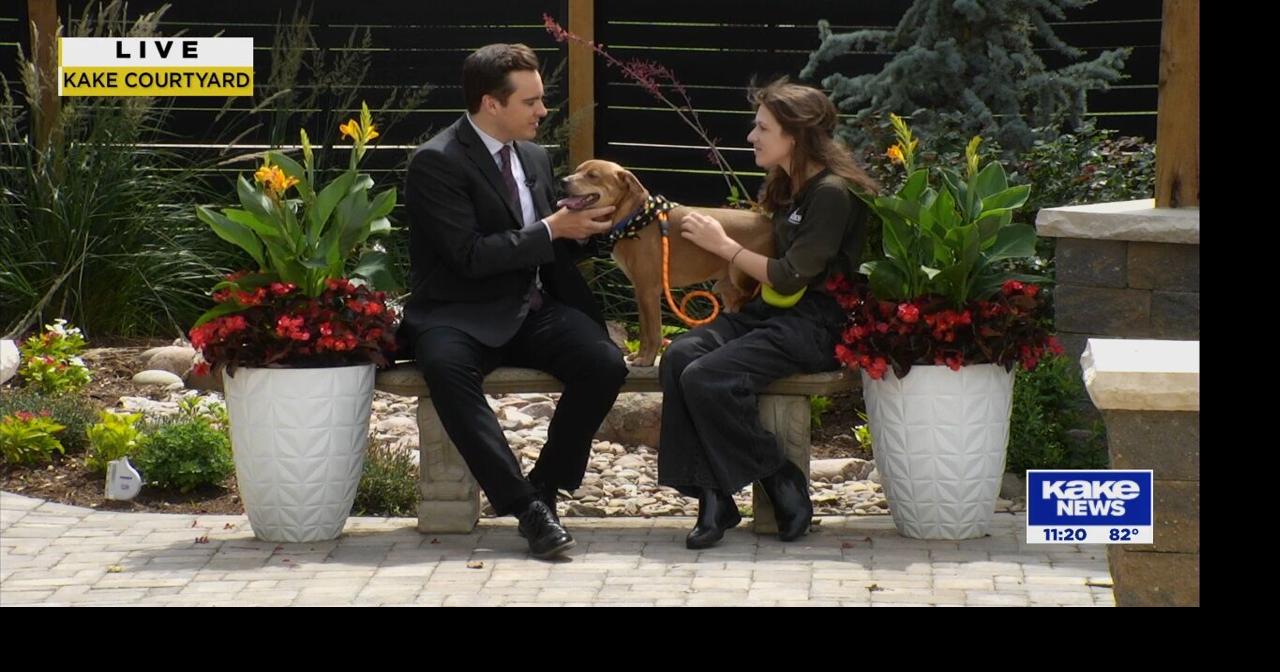 Pet Pals: Meet Jake the Snake - the dog! | Video | kake.com