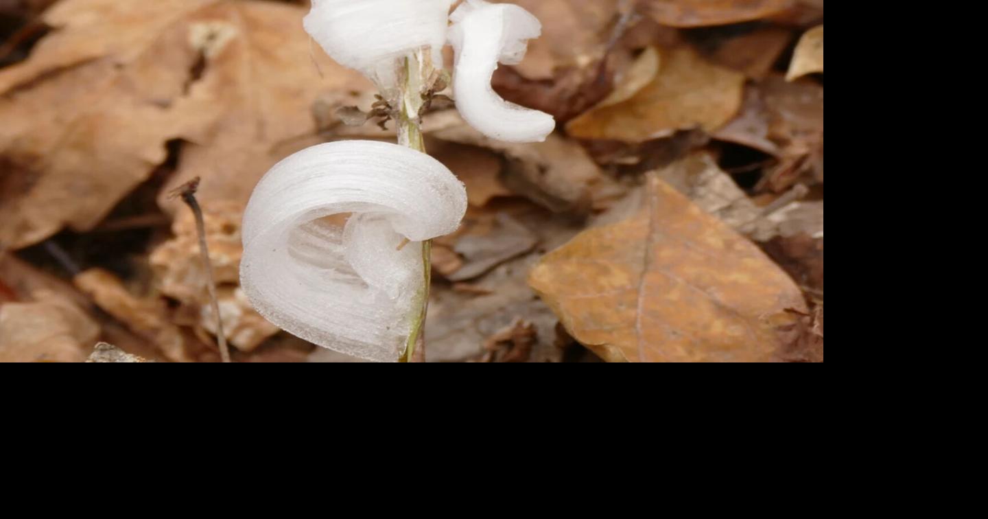 First major cold spell brings magical icy blooms known as frost flowers ...