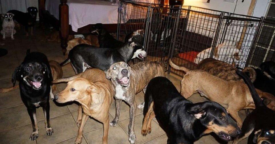 Woman opens her home to 97 rescue dogs during Hurricane Dorian ...