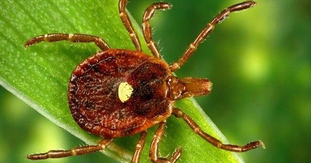ER visits for tick bites on the rise throughout the Midwest | Trusted ...