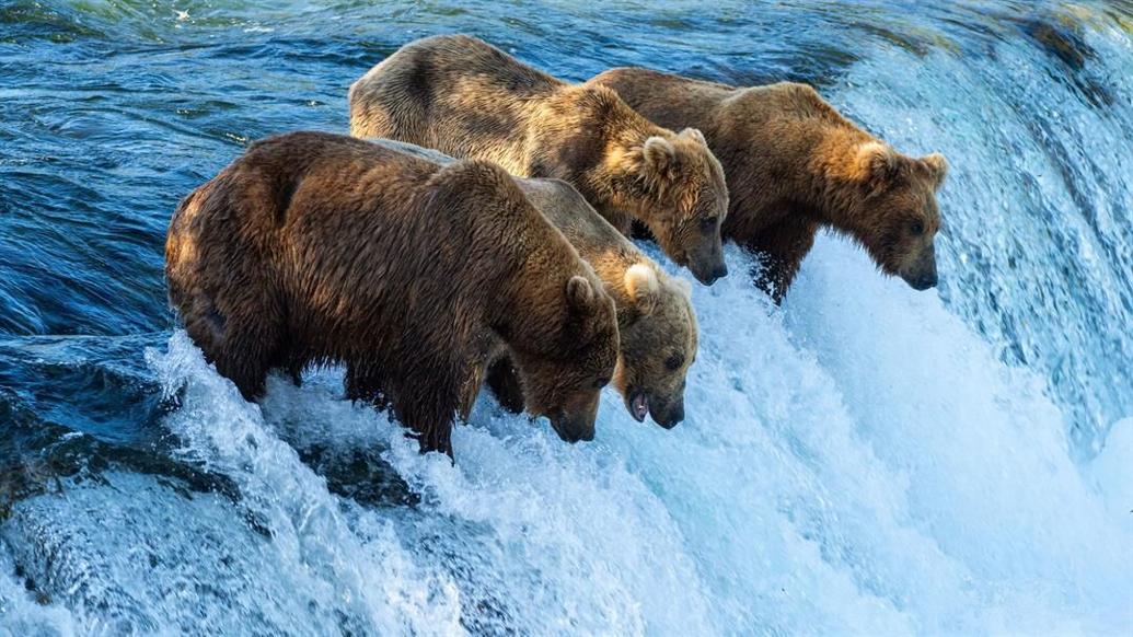 Online voting in Alaska's Fat Bear Week contest starts after an attack ...