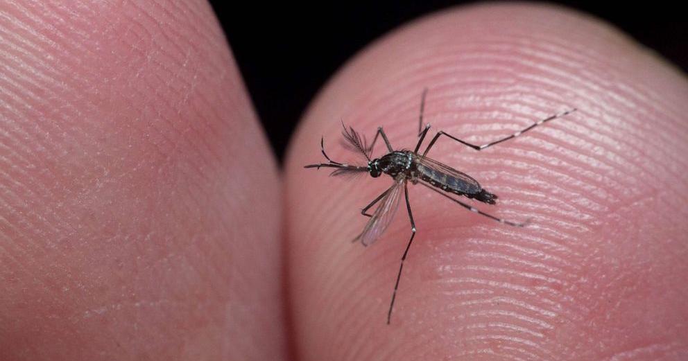 'Super' mosquitoes have now mutated to withstand insecticides ...