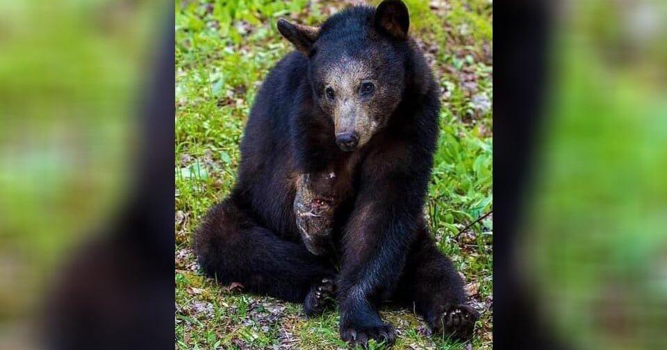 Wildlife group offers $10,000 reward after bears spotted with missing ...