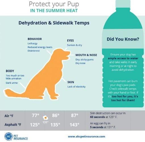 Tips for keeping your furry friends cool in the extreme heat | | kake.com