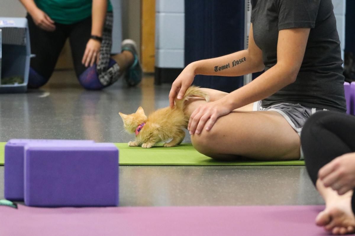 Gallery: Kitten yoga | Arts & Culture | kansan.com