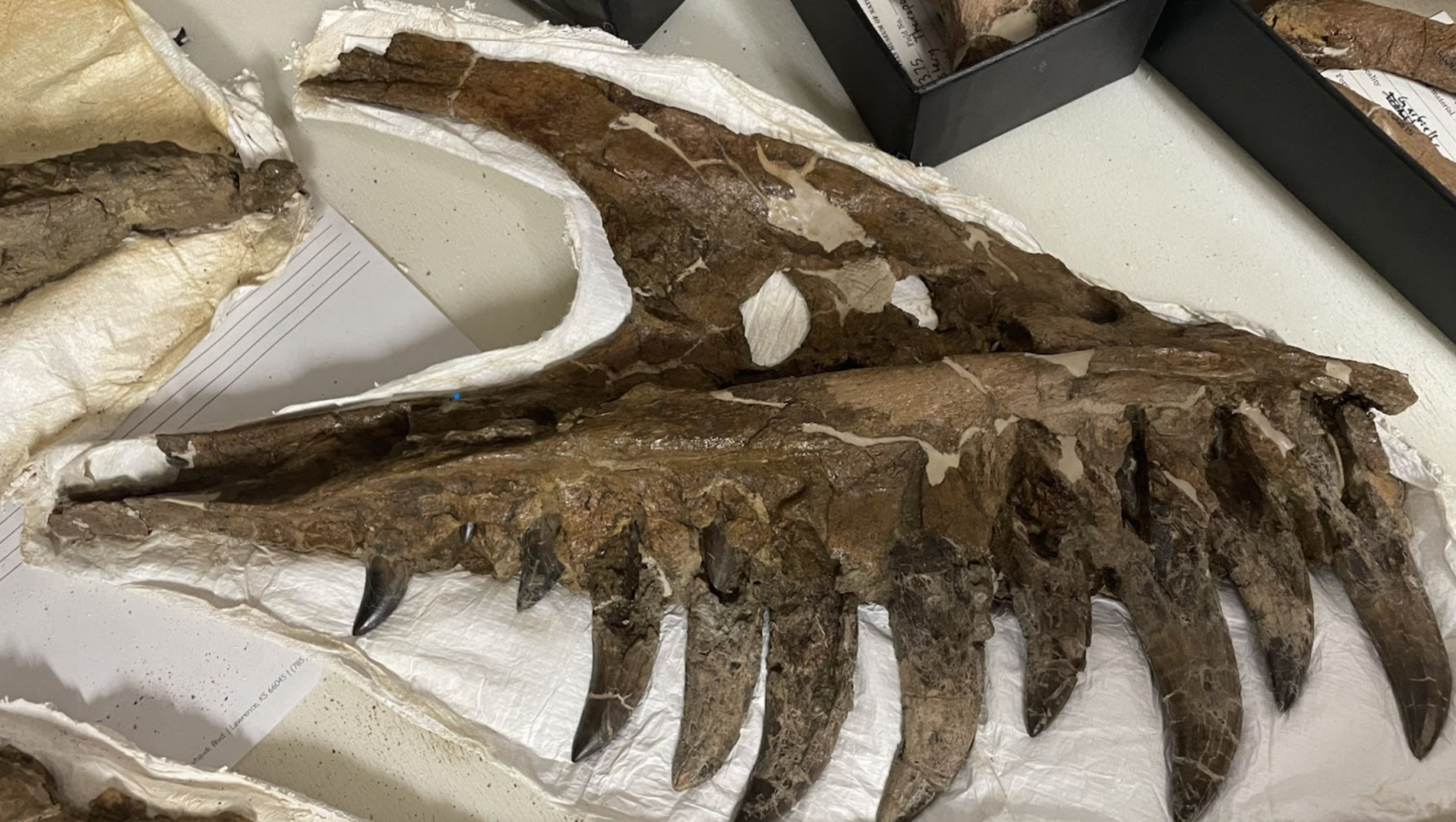 KU paleontologists complete excavation of rare juvenile T. rex | News ...