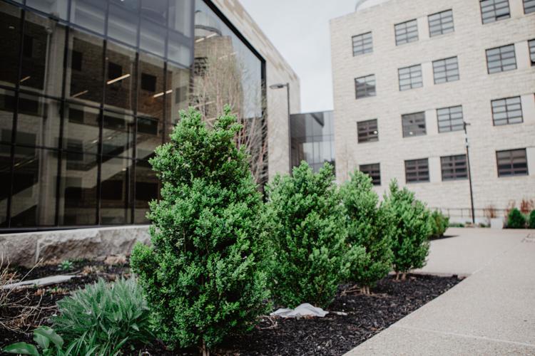 GALLERY: Campus blooms into springtime | Multimedia | kansan.com