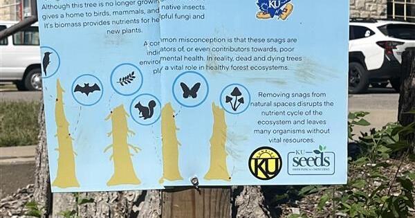 Dead tree 'snag' site gives numerous benefits to on-campus wildlife ...