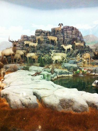 Ten Things You Didn't Know About... The KU Natural History Museum ...