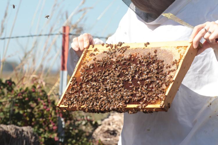 GALLERY: A day in the life of KU's Beekeeping Club | Gallery | kansan.com