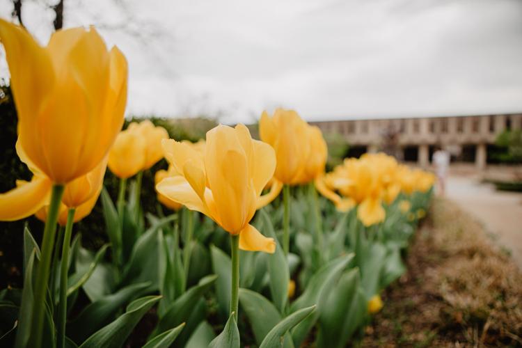 GALLERY: Campus blooms into springtime | Multimedia | kansan.com