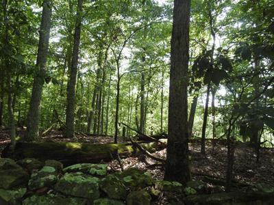 12 natural attractions to visit in Lawrence | Opinion | kansan.com