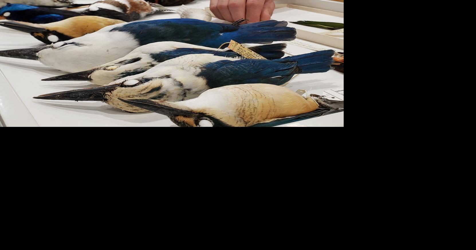 KU graduate students unveil bird specimens in hands-on biodiversity ...