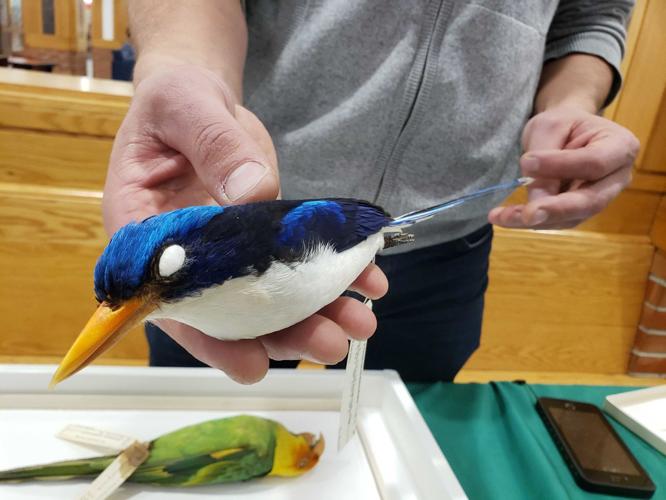 KU graduate students unveil bird specimens in hands-on biodiversity ...
