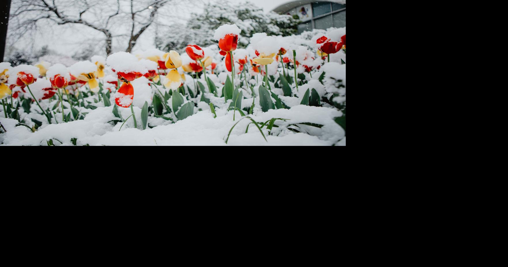 Snow days and small flurries - what you need to know about winter ...