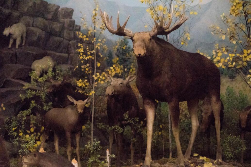 KU Natural History Museum honors 125 years of its iconic panorama ...
