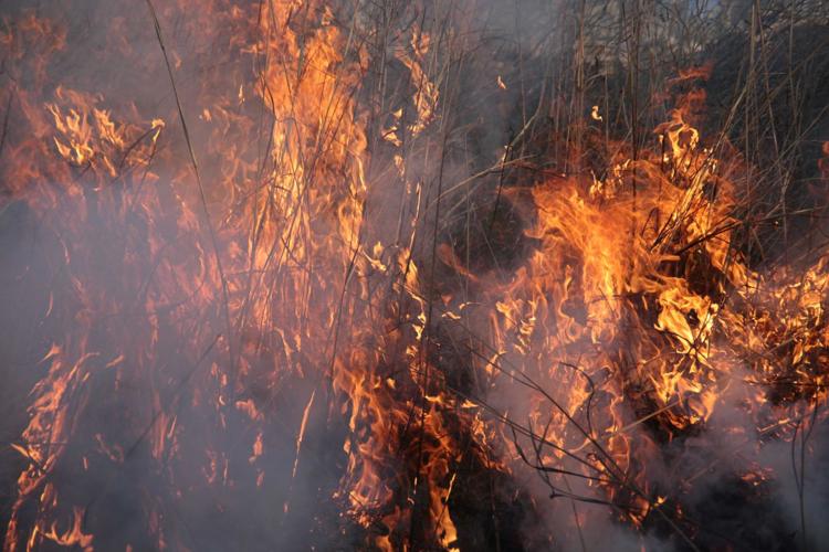 Prairie Acre Burn lays groundwork for 2,000 new plants | News | kansan.com