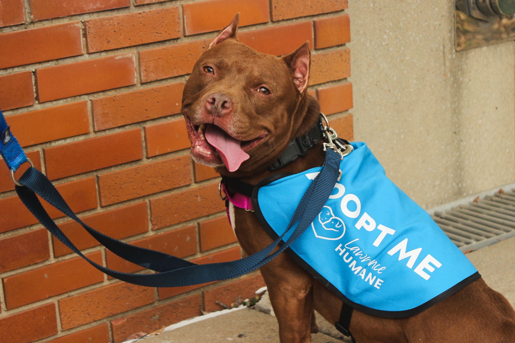 Mass Street Mutts lets Lawrencians give dogs a day on the town | News ...