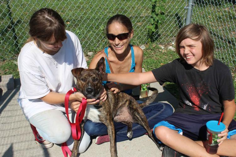 Pet returns at Lawrence Humane Society highlight adoption factors ...