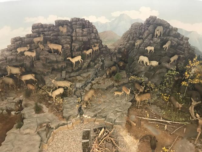 Director of KU Natural History Museum to retire after 25 years | Arts ...