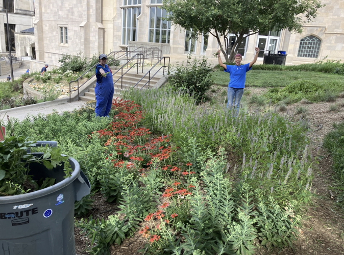 KU campus native plants play important role in the ecosystem | News ...