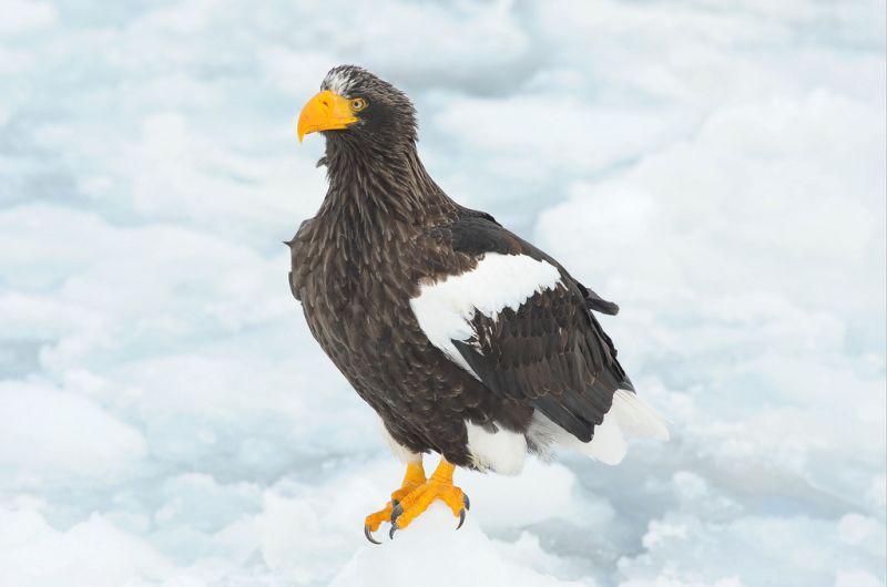 Could the Jayhawk actually exist? | Arts & Culture | kansan.com