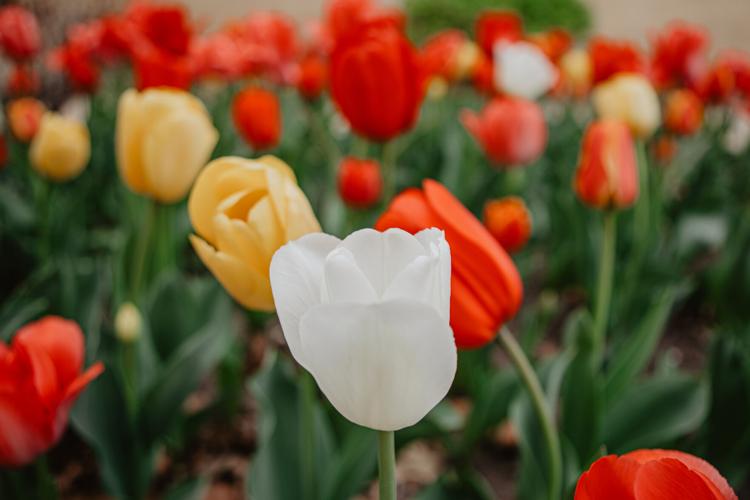 GALLERY: Campus blooms into springtime | Multimedia | kansan.com